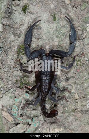 Euscorpiops longimanus is a species of scorpion of the family ...