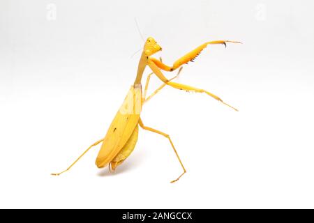 Giant Asian Yellow Praying Mantis (Hierodula membranacea) isolated on ...