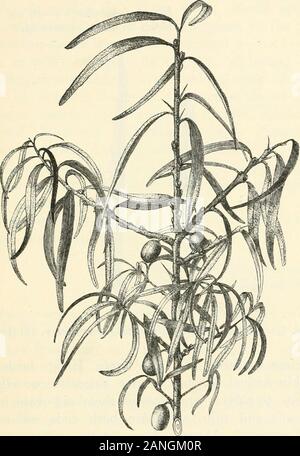 Trees; a handbook of forest-botany for the woodlands and the laboratory ...