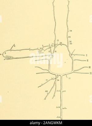 The third efferent branchial artery on each side receives oxygenated ...
