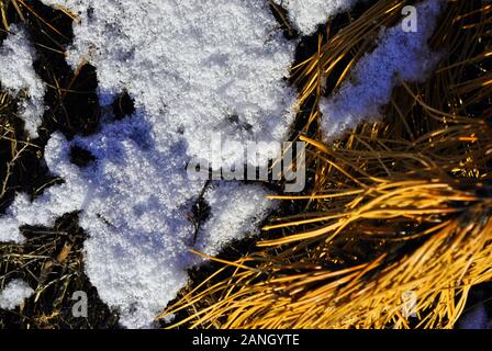 closeup view of weathered yellow dry maple leaf on blurred forest ...