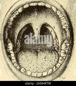 Throat muscles. Posterior view of the muscles of the pharynx (part of ...