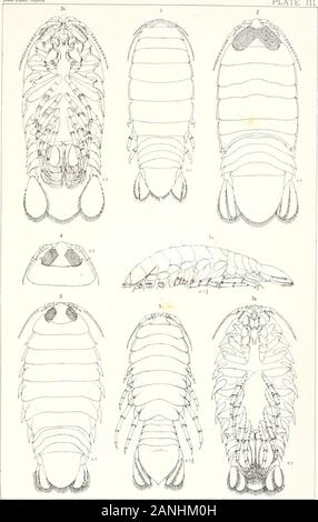 Report on the marine Isopoda of New England and adjacent waters . ,TTo ...