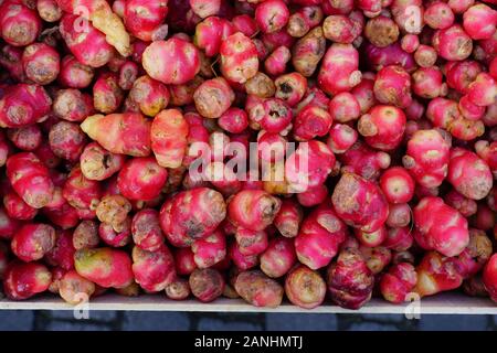 Colorful red and yellow roots of oca tuber from Peru (Oxalis tuberosa ...