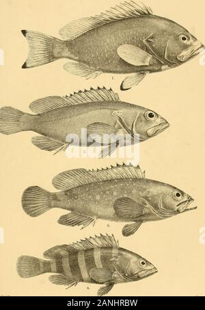 Serranus tumilabris Ford 3 Stock Photo - Alamy