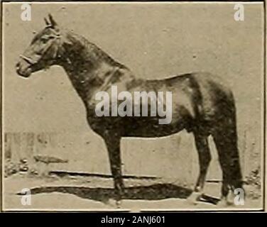 Breeder and sportsman . SIR RODERICK The Handsome. Sired by Y. ADONIS ...