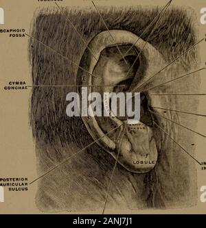 A manual of otology for students and practitioners . membrana tensa ...