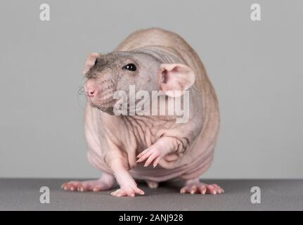 Hairless rat, Sphynx rat or bald pet rat, UK Stock Photo - Alamy