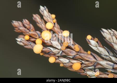Pithya cupressina, known as juniper disco fungus, wild mushrooms from ...