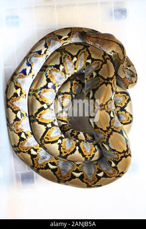 Young yellow Burmese python close up. Albino Python bivittatus crawls ...