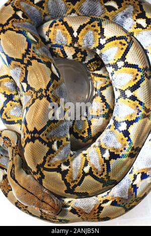 Young yellow Burmese python close up. Albino Python bivittatus crawls ...