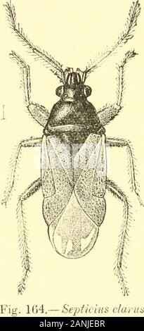 Rhynchota .. . near each lateral margin of the anteriorarea which is ...