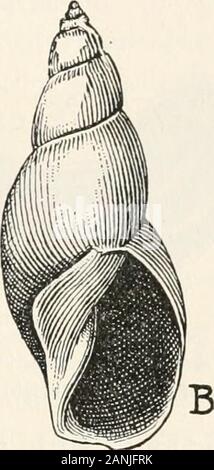 Zöology; a textbook for colleges and universities . Freshwater Mollusca ...