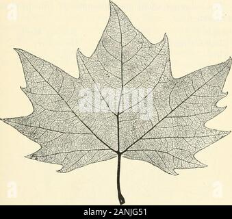 Trees; a handbook of forest-botany for the woodlands and the laboratory ...