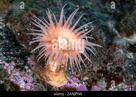 Sea Anemone, Hormathia nodosa, Tasiilaq, East Greenland, Greenland ...