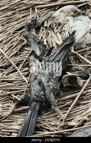 The corpse of a black bird can be a little intimidating as denizen of ...