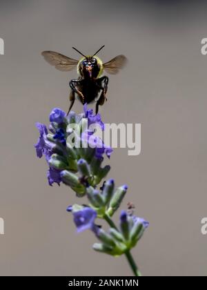 A macro shot of a bumble bee sitting of a yellow flower bud with a ...