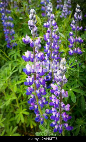 A closeup shot of blooming light purple crocus flowers on a field Stock ...