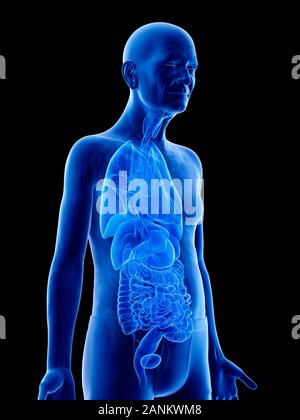 Transparent human body with internal organs, nervous system, lymphatic ...
