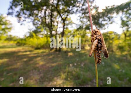 Grasshopper infected with fungus Stock Photo: 132755478 - Alamy