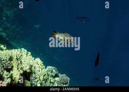 Porcupinefish swim in blue Ocean in sunlight. Ajargo, Giant ...