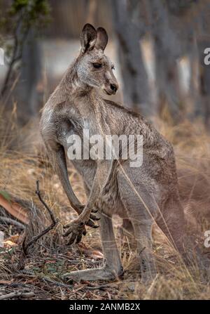 Male Eastern Grey Kangaroo (Macropus giganteus) with visible sores and ...