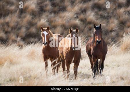 Kaimanawa Horse Three wild horses silhouetted against a cloudy sky ...