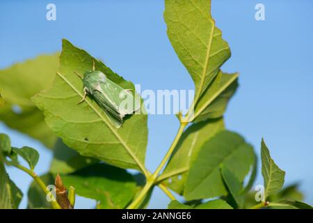 The rare Burren Green Moth (Calamia tridens) in various poses in fine ...