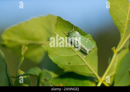 The rare Burren Green Moth (Calamia tridens) in various poses in fine ...