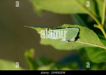 The rare Burren Green Moth (Calamia tridens) in various poses in fine ...