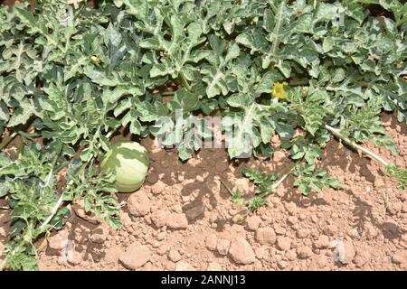 Arizona melon patch Stock Photo - Alamy