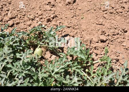 Arizona melon patch Stock Photo - Alamy