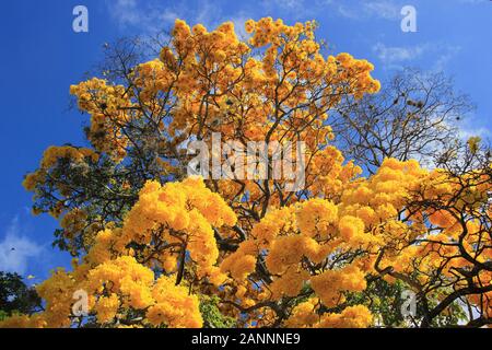Tabebuia chrysantha Araguaney. National Tree of Venezuela Stock Photo ...