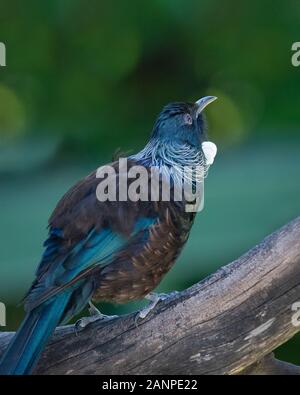 Close-up portrait of Tui bird perched high on a tree branch on Tiritiri ...