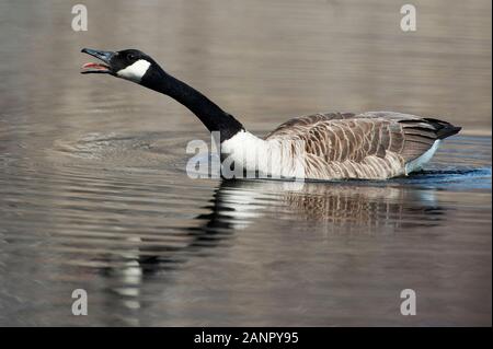 Canada goose aggressive behavior Stock Photo - Alamy