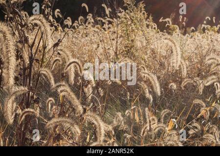 Prairie Oaks Metropark in Autumn, Ohio Stock Photo - Alamy
