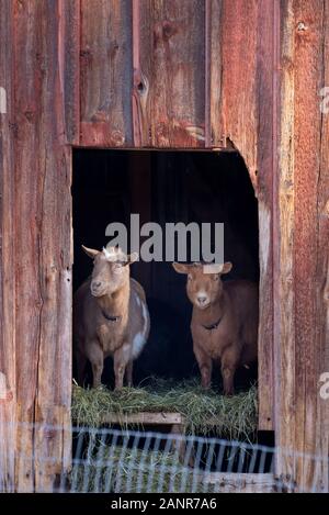 goat in the barn. Domestic goats in the farm. Cute an angora wool coat ...