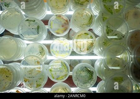 Algae in a petri dishes Stock Photo - Alamy