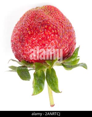 one raw red Strawberry Stock Photo - Alamy