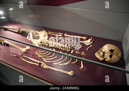 Exhibition Of The Skeleton Of Cheddar Man In Goughs Cave Cheddar Gorge ...