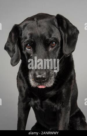 Cheeky looking Black Labrador looking into camera Stock Photo - Alamy