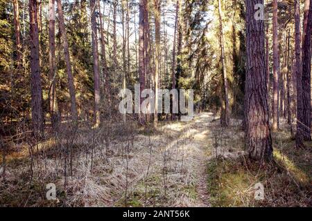 Empty forest at warm and dry European January Stock Photo - Alamy