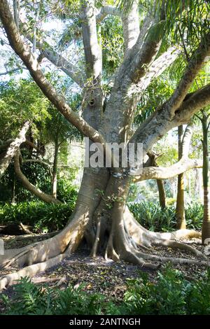 Strangler fig (Ficus aurea) in the tropical rainforest, jungle, Permai ...