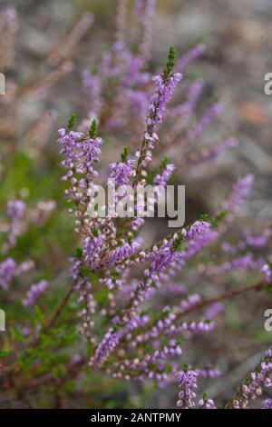 the flowers of common heather (calluna vulgaris) glow in the last ...