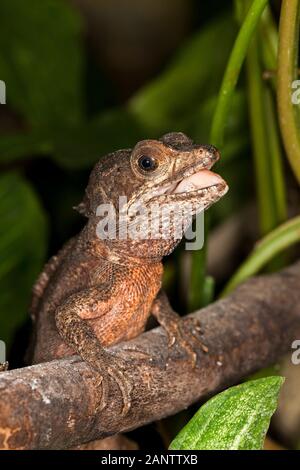 Brown Basilisk Lizard (Basiliscus vittatus) - Green Cay Wetlands ...