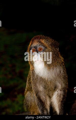 FEMALE DE BRAZZA'S MONKEY cercopithecus neglectus Stock Photo - Alamy