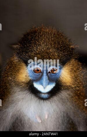 MOUSTACHED MONKEY OR MUSTACHED MONKEY cercopithecus cephus, PORTRAIT OF ...