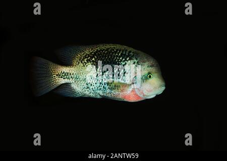 Red-Headed Cichlid, cichlasoma synspilum against Black Background Stock ...