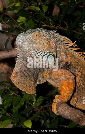 An adult green iguana lizard standing on the ground by small green ...
