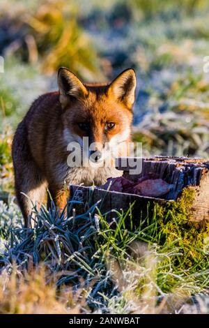 Male red fox foraging around a buzzard feeding area Stock Photo - Alamy